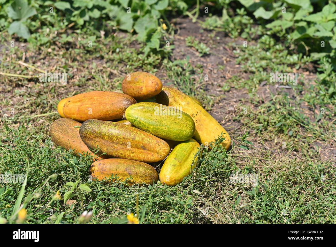 a bunch of overripe cucumbers Stock Photo - Alamy
