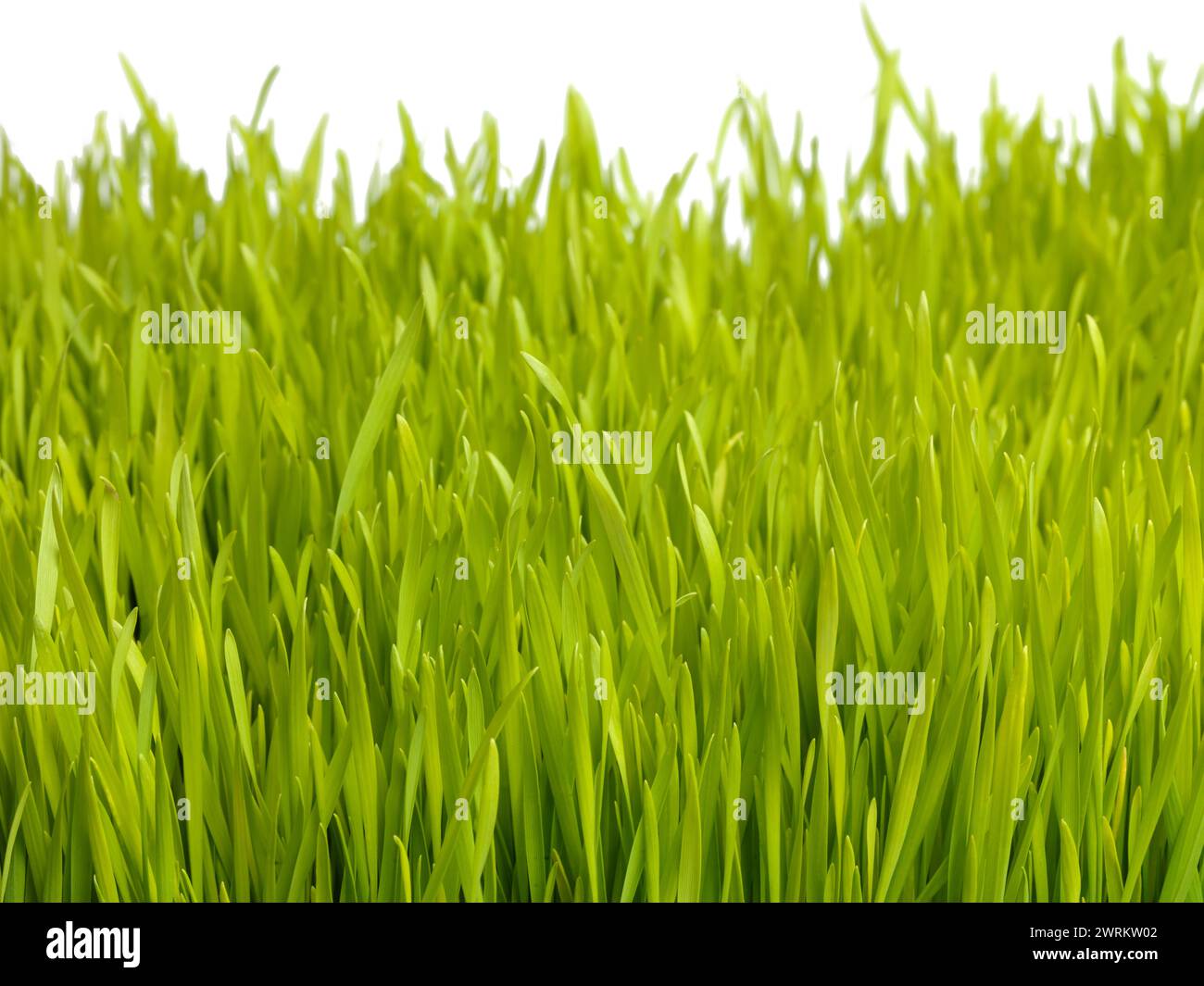 Nature, plant and grass on a white background for garden, meadow and ...