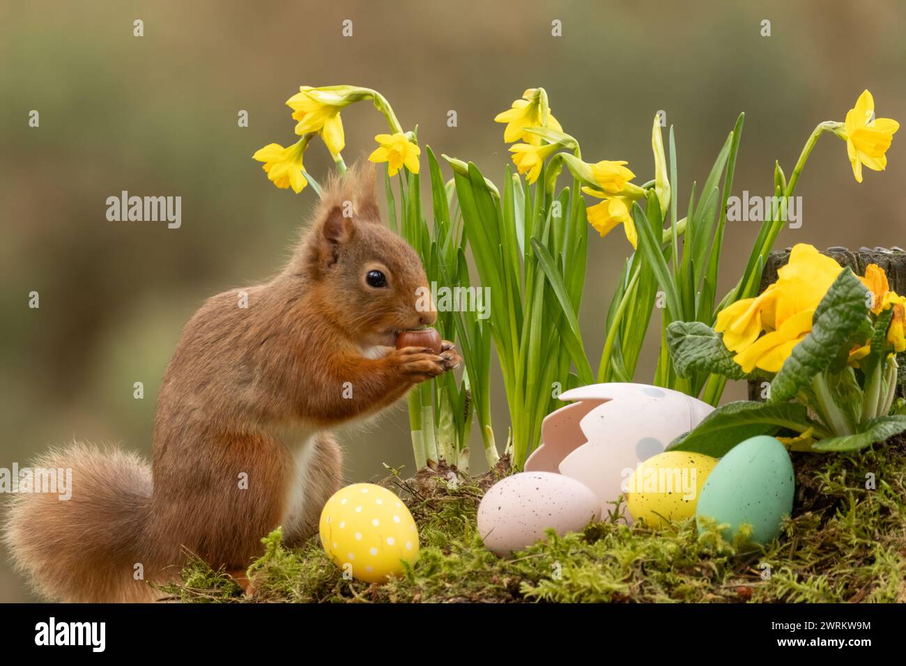 Easter scene of red squirrel amongst daffodils and Easter eggs Stock ...
