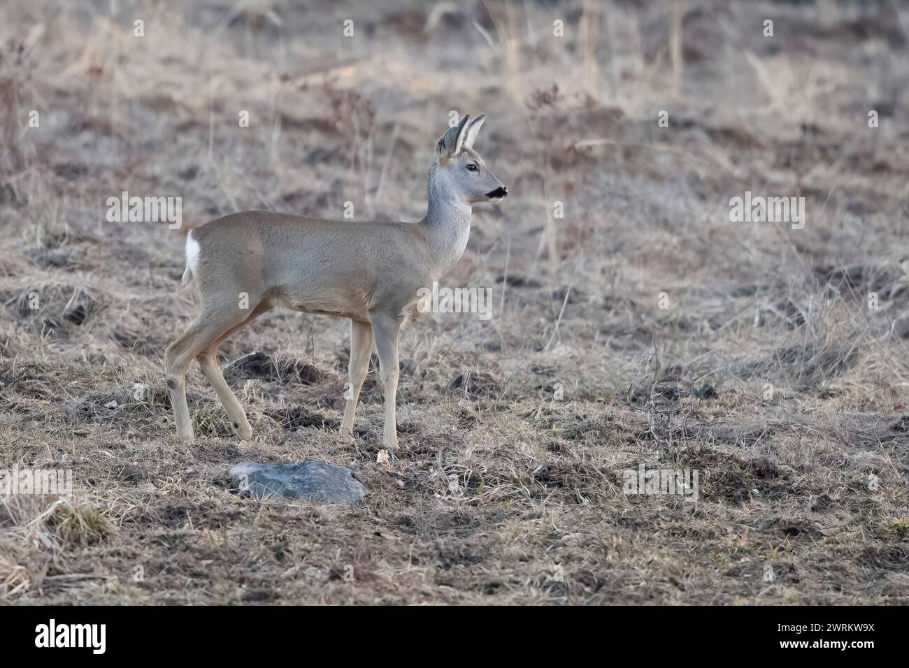 Female Roe Deer in Romania Stock Photo - Alamy