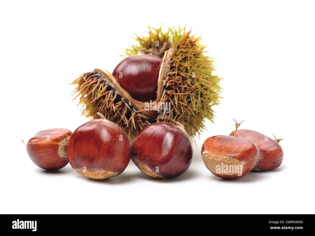 Sweet chestnut on white background Stock Photo - Alamy