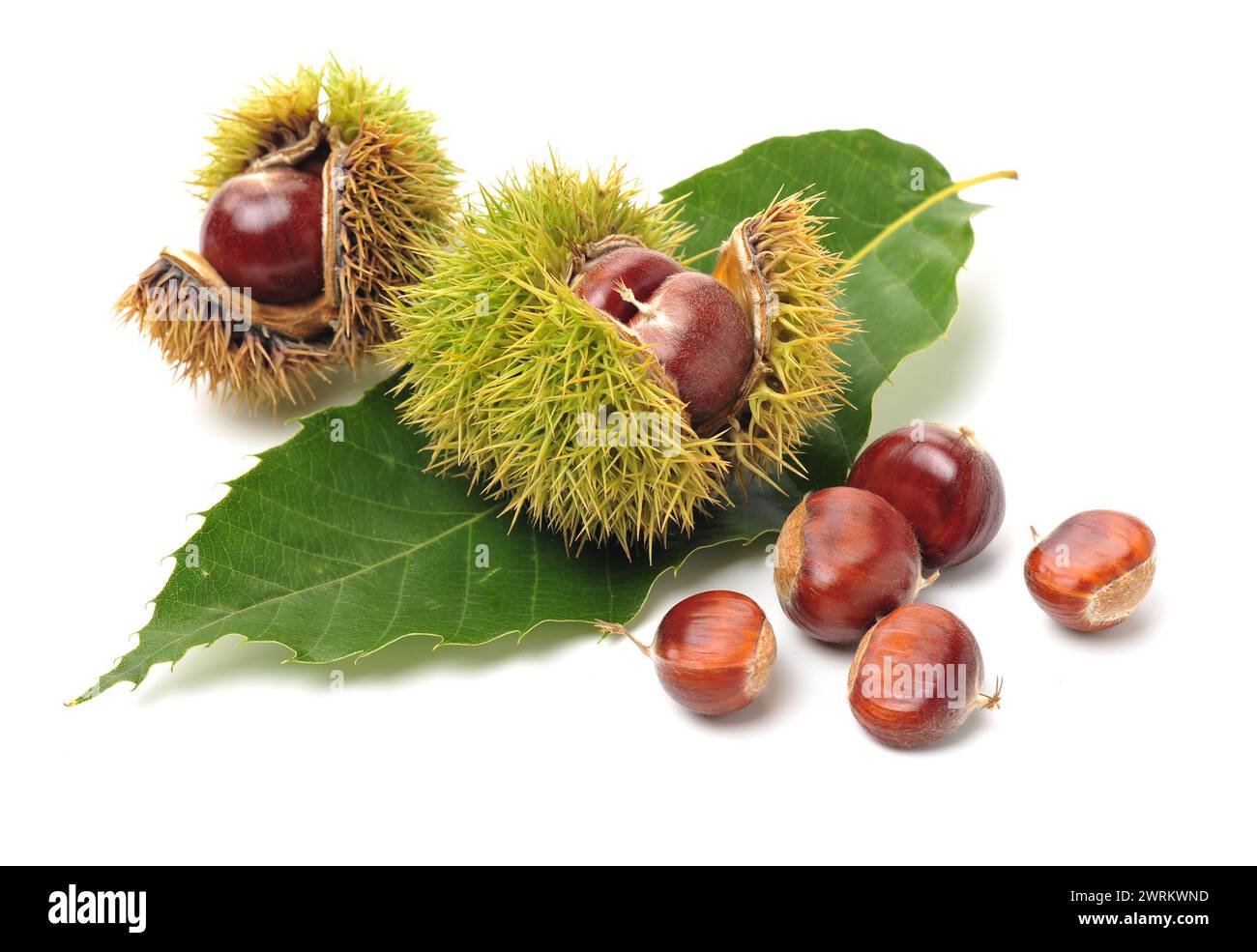 Sweet chestnut on white background Stock Photo - Alamy