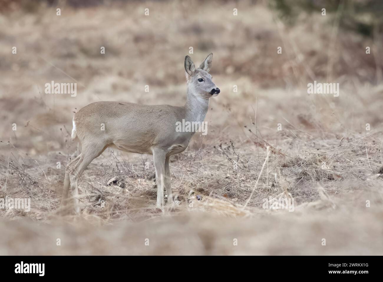 Female Roe Deer in Romania Stock Photo - Alamy