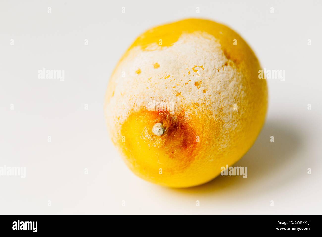 Rotten lemons. Mold lemon on white Stock Photo - Alamy