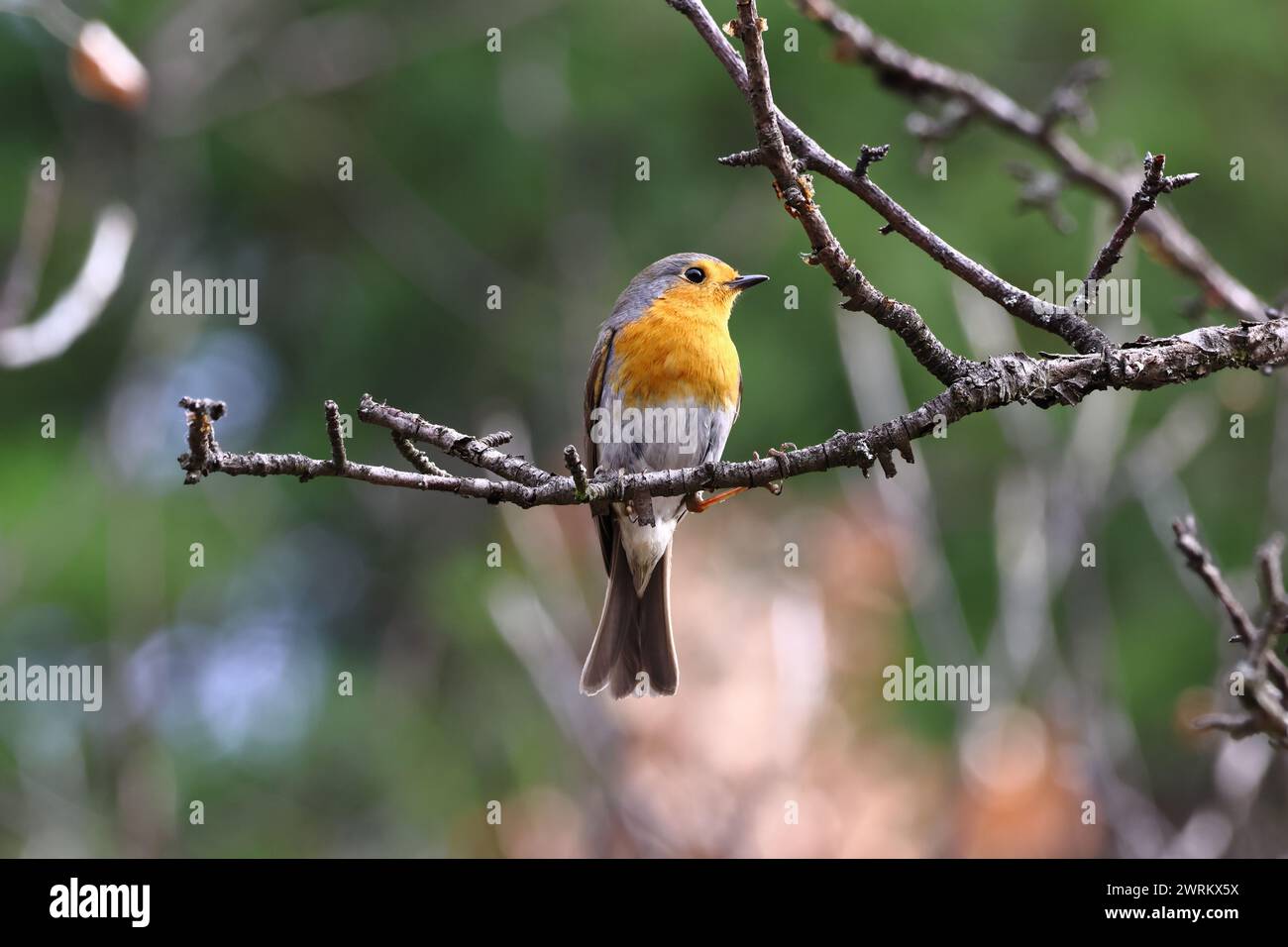 Robin resting on a tree on cloudy morning Stock Photo - Alamy