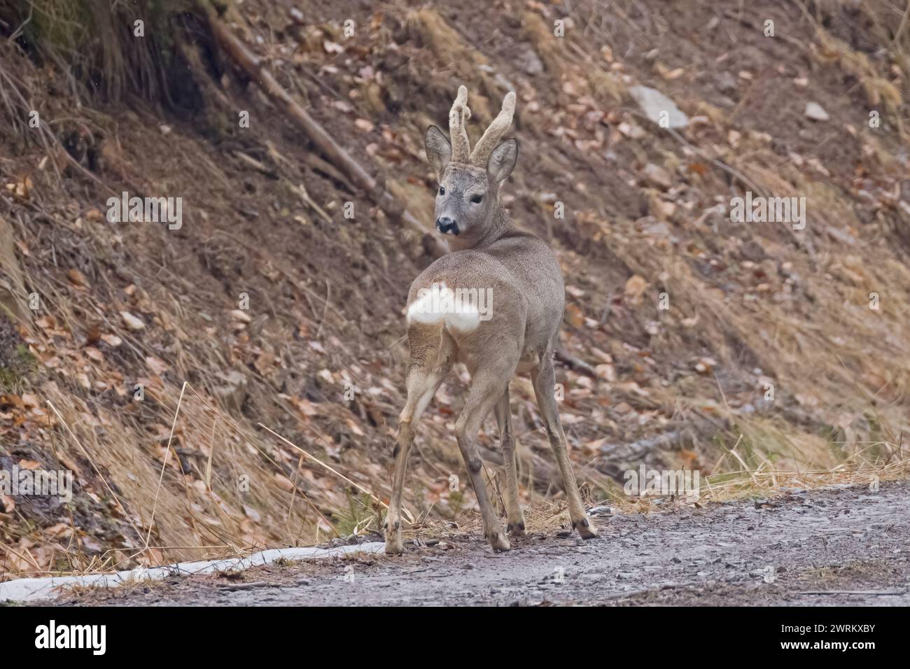 Romania roe hi-res stock photography and images - Alamy