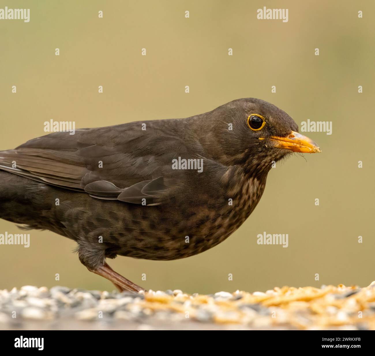 Blackbird eating bird seed hi-res stock photography and images - Alamy
