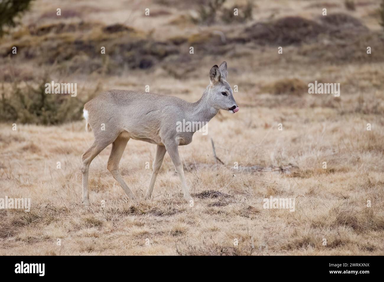 Female Roe Deer in Romania Stock Photo - Alamy