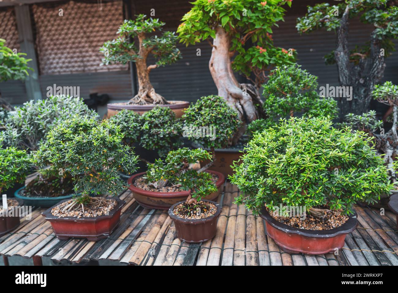 Traditional japanese bonsai miniature trees in a ceramic pot row market ...