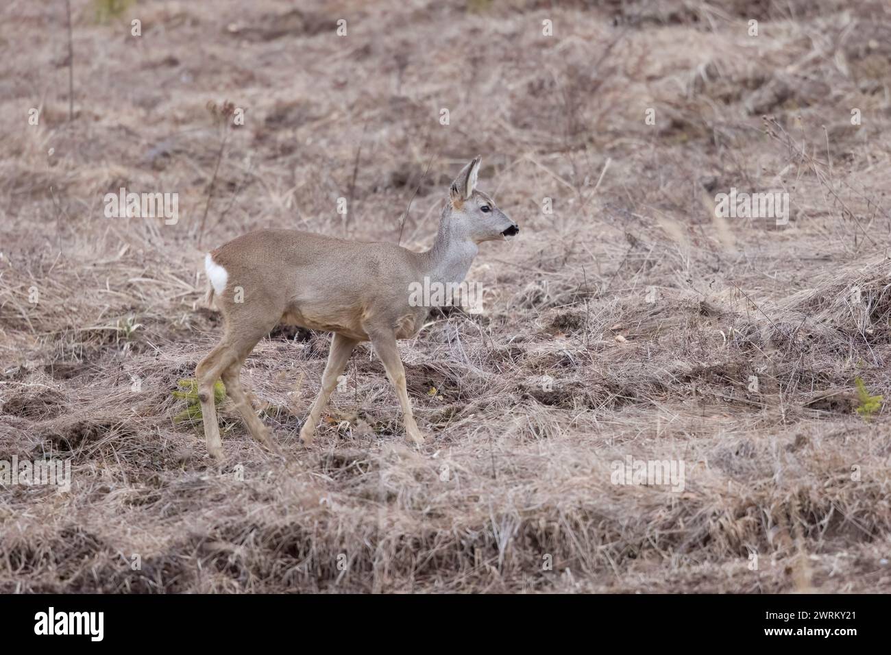 Female Roe Deer in Romania Stock Photo - Alamy