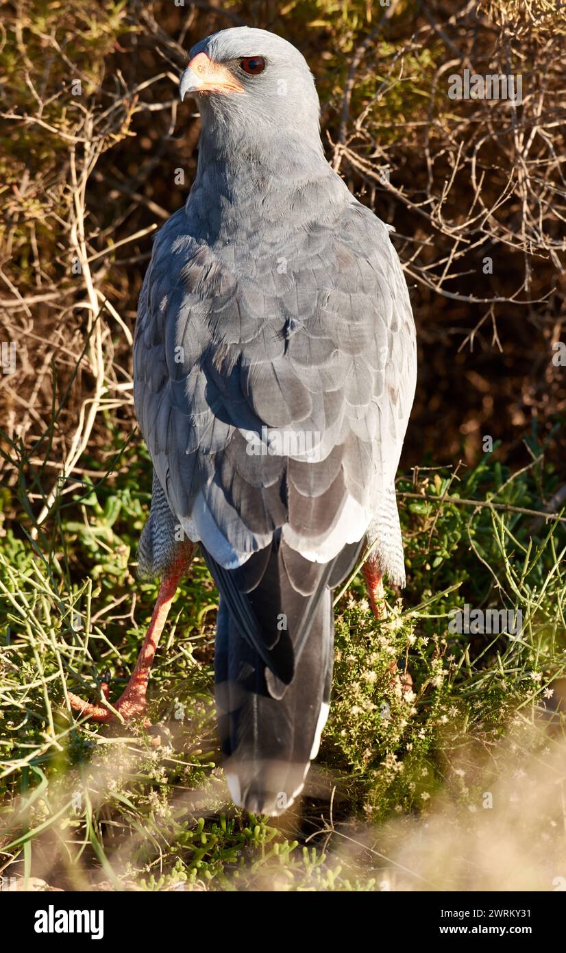 Bird, hawk and tree in environment for ecology with ecosystem, feathers ...