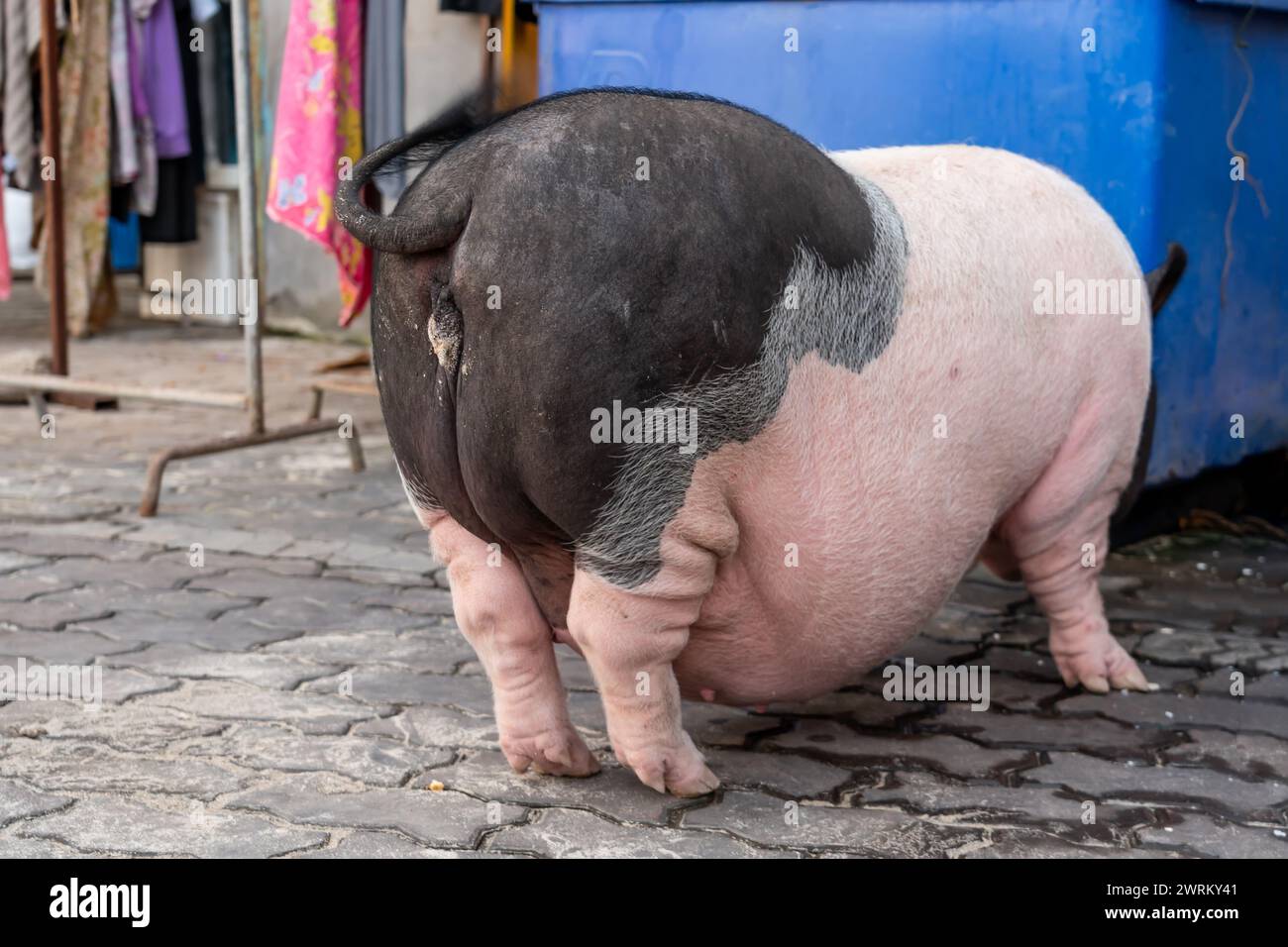 Extremely record huge fat pig walks with difficulty in the village yard ...