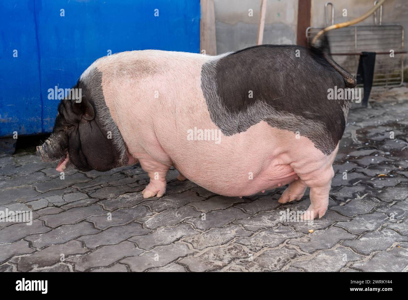 Extremely record huge fat pig walks with difficulty in the village yard ...