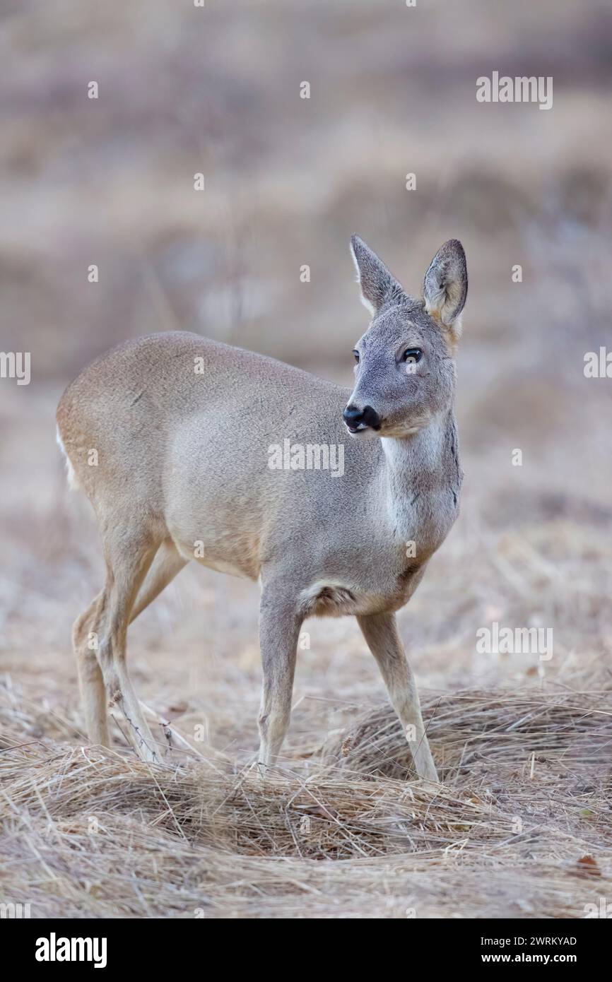 Female Roe Deer in Romania Stock Photo - Alamy