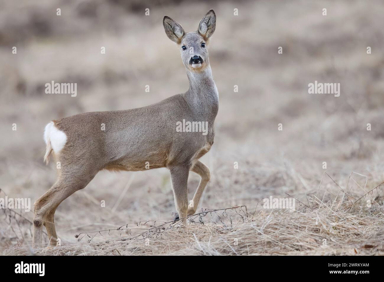 Female Roe Deer in Romania Stock Photo - Alamy