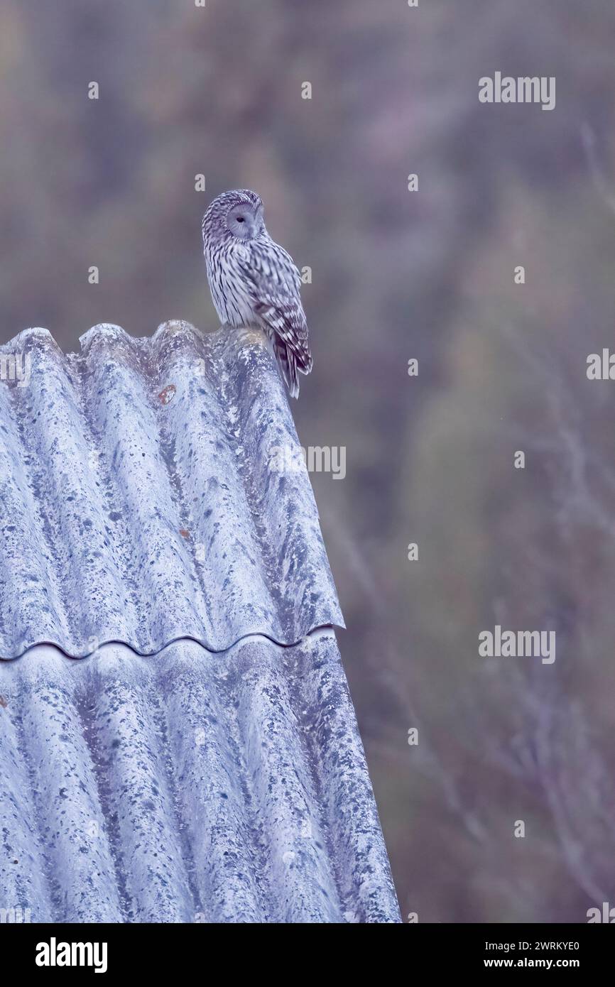 Ural owl romania hi-res stock photography and images - Alamy