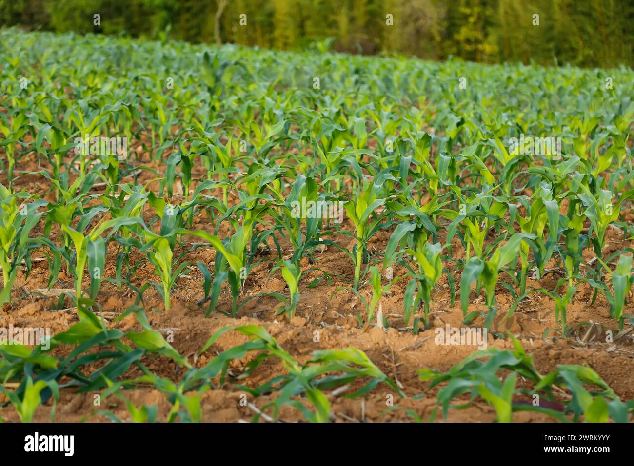 corn crop in the initial stage of leaf development Stock Photo - Alamy