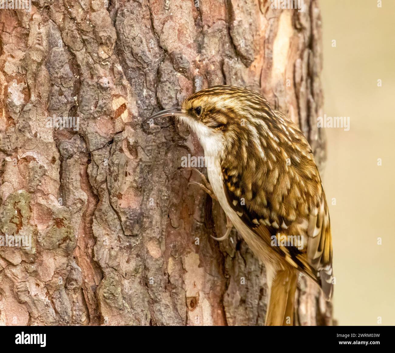 Tree creeper bird on a tree trunk Stock Photo - Alamy