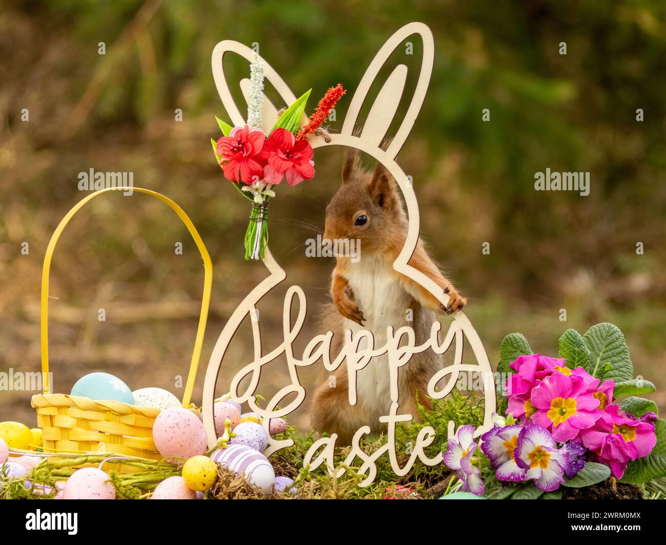 Easter scene with a curious Scottish red squirrel and easter ...
