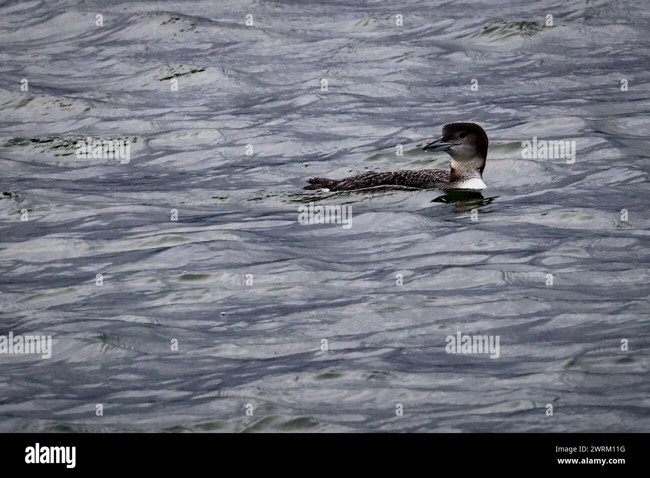 Great Northern Diver, Rutland Water Stock Photo - Alamy