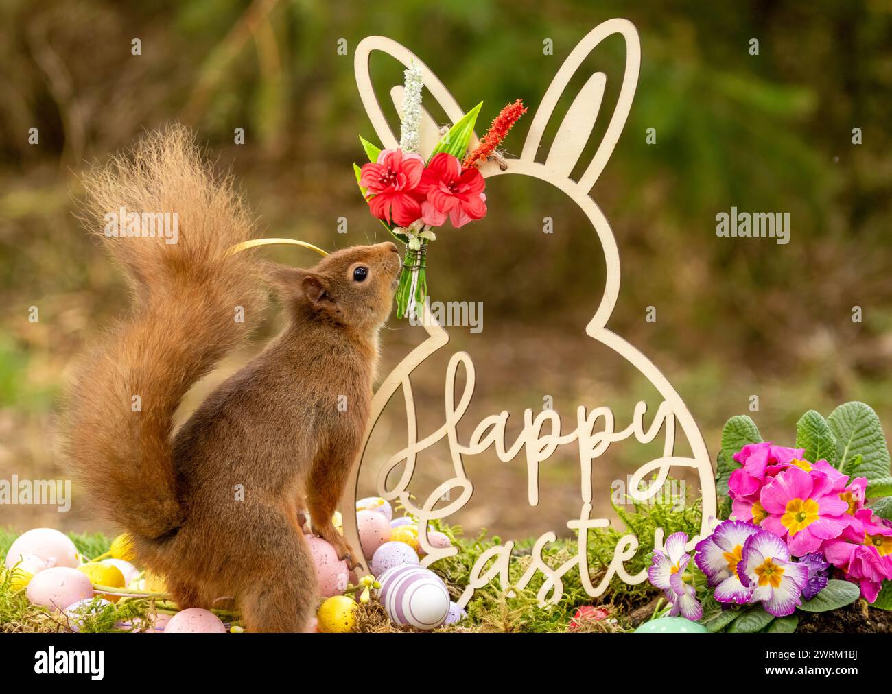 Easter scene with a curious Scottish red squirrel and easter ...