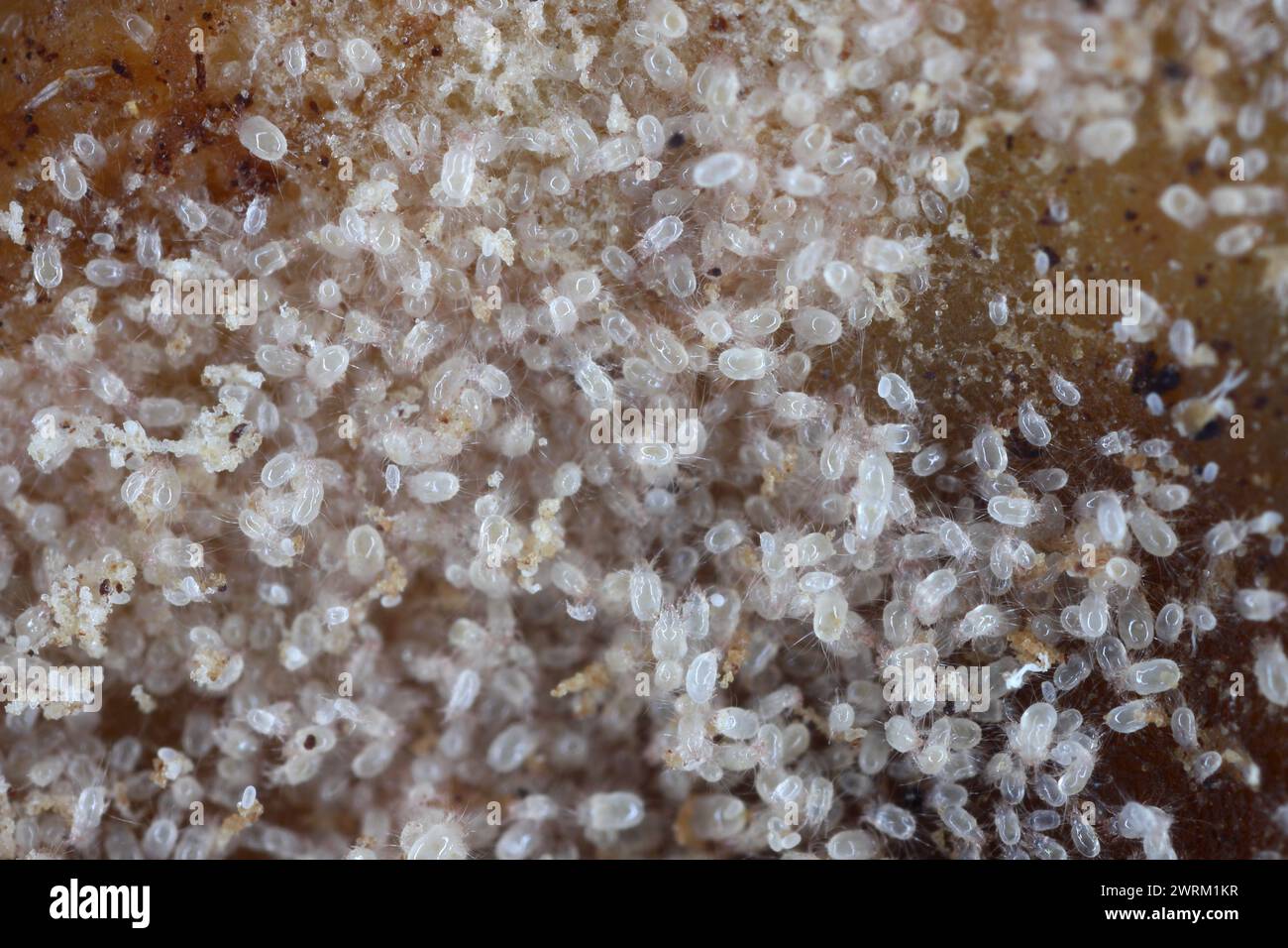 Magnification of mites from Acaridae family Stock Photo - Alamy