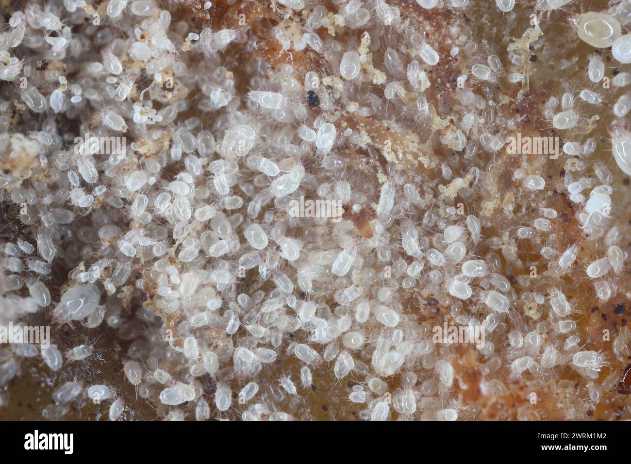 Ear mites hi-res stock photography and images - Alamy