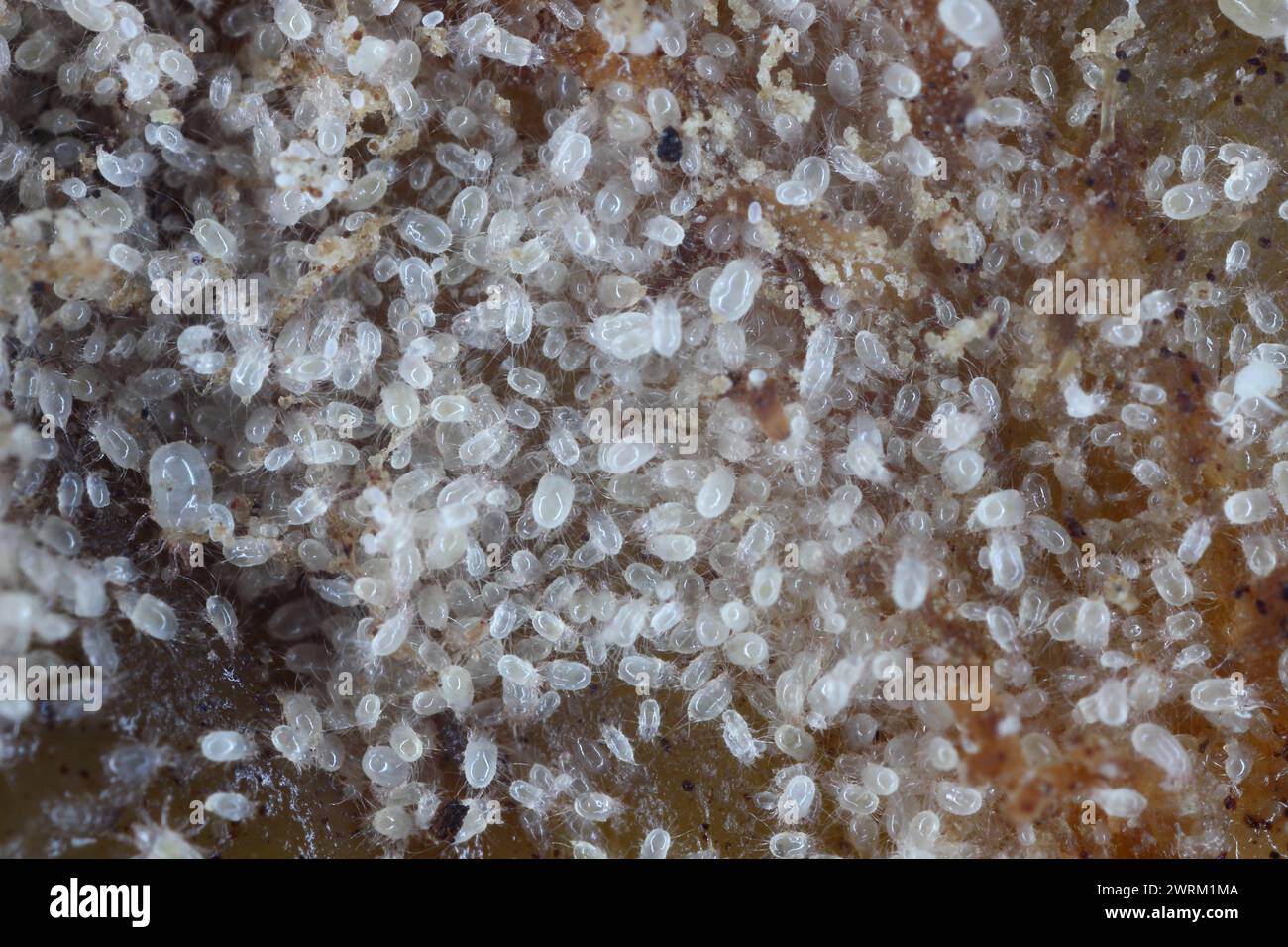 Ear mites hi-res stock photography and images - Alamy