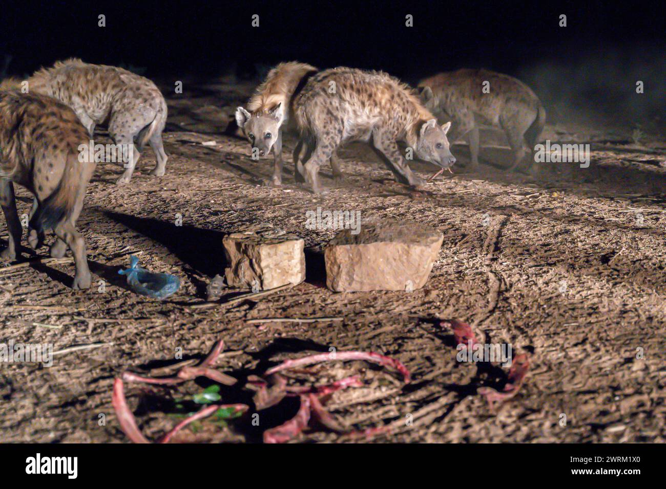 African spotted hyenas hi-res stock photography and images - Alamy