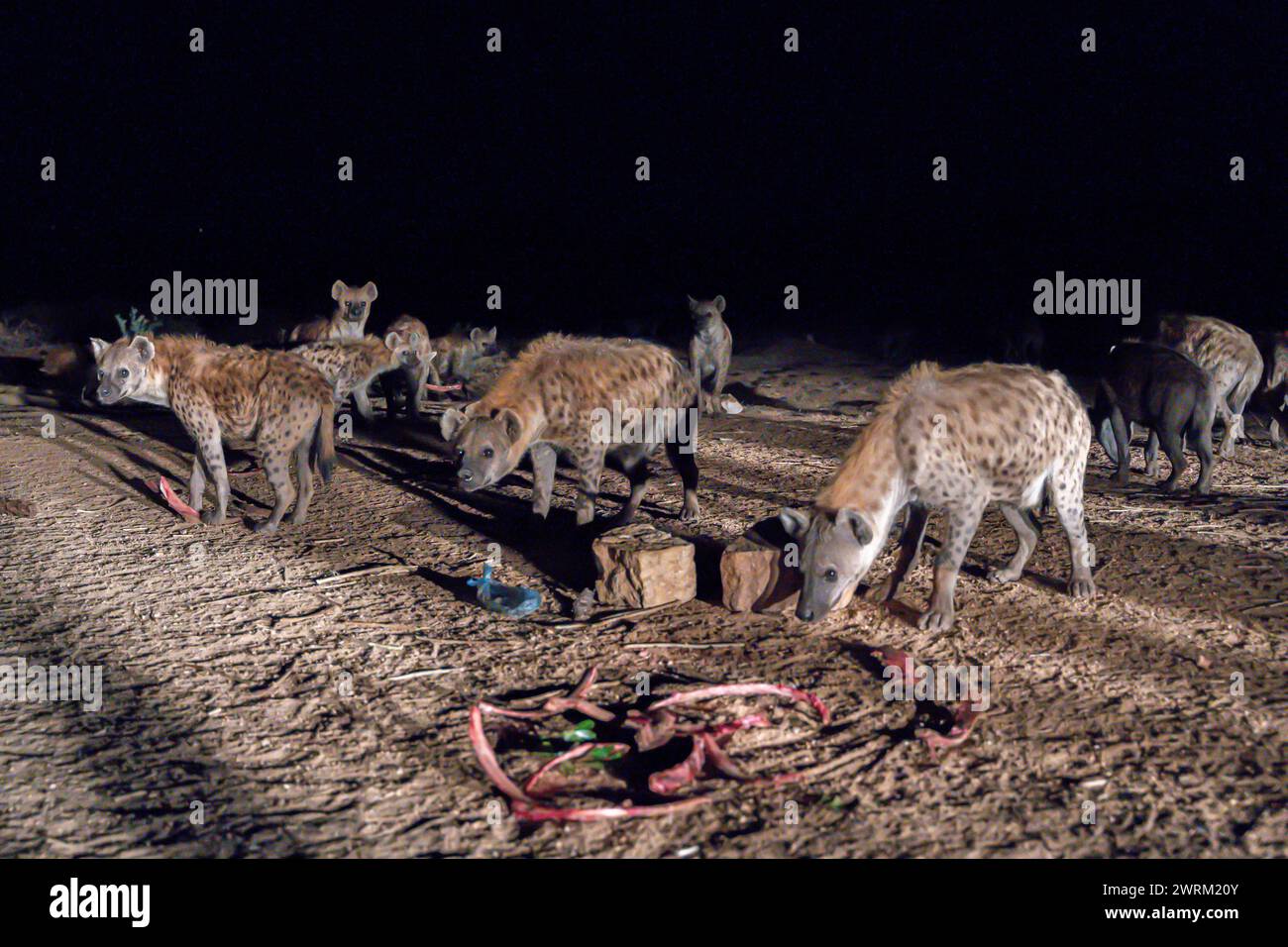 Spotted hyena night hi-res stock photography and images - Alamy