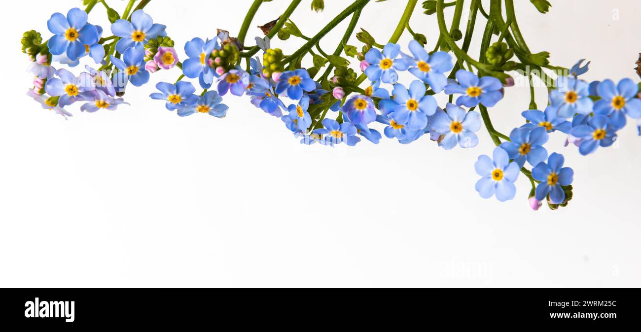 Spring is coming - bunch of forget-me-nots over white background Stock ...