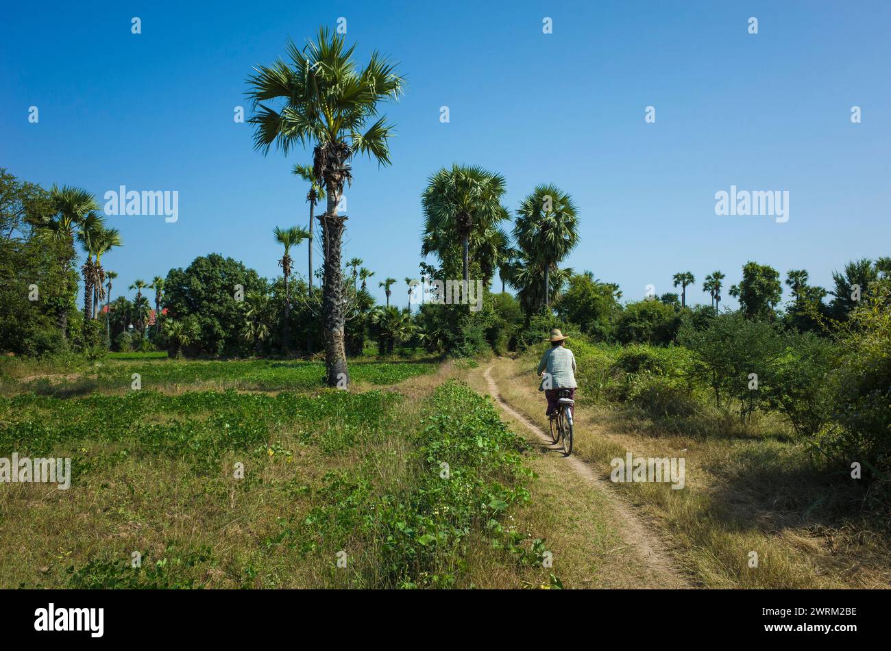 Burmese woman is cycling on small path in rural area along green fields ...