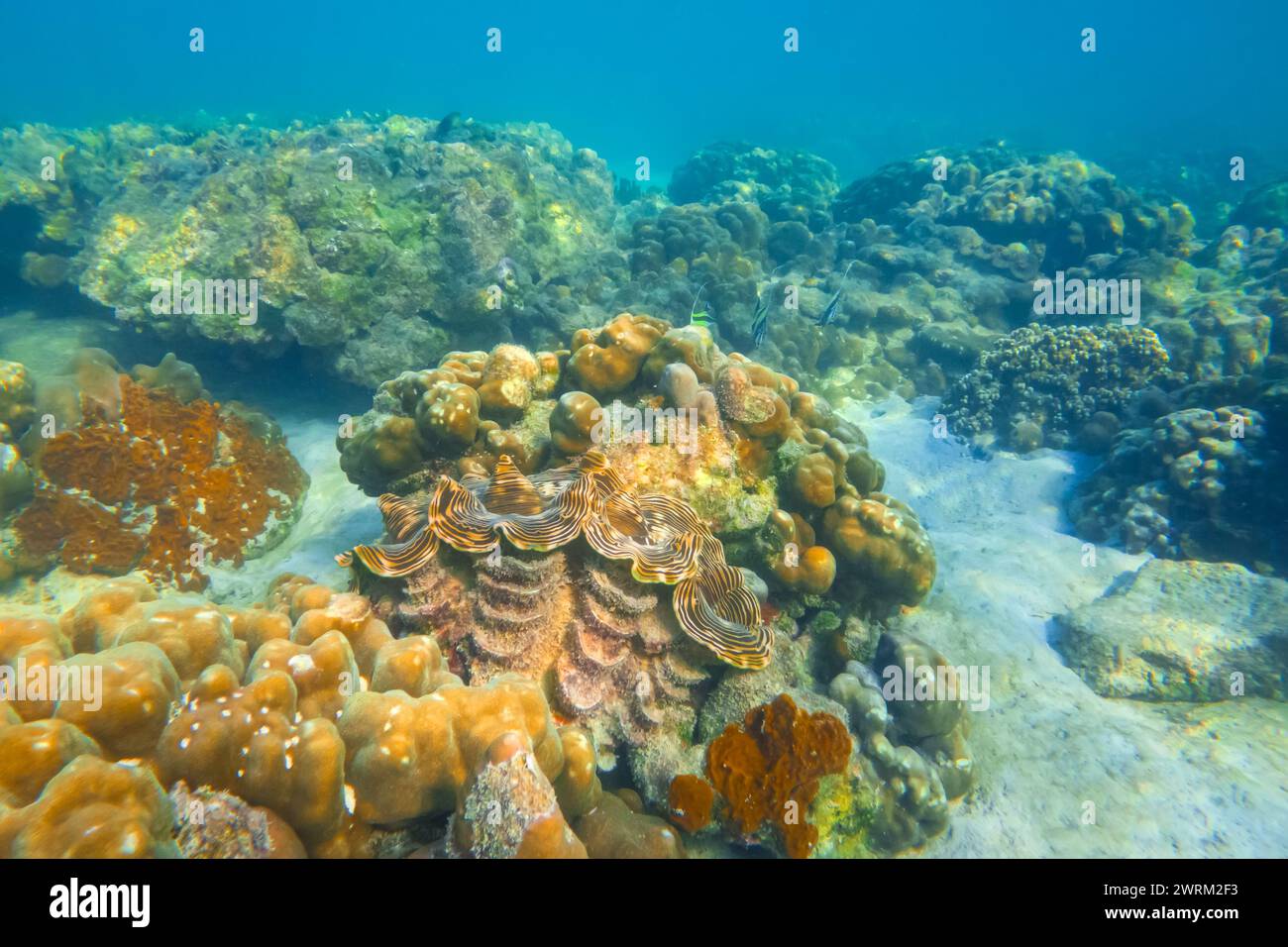 Huge striped brown colorful tridacna clams and sea urchins on the coral ...