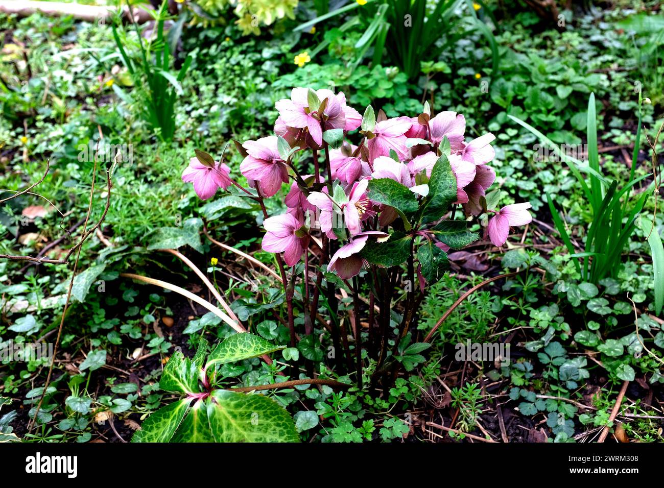 hellebore evergreen flowering plant,canterbury,kent,uk march 2024 Stock ...