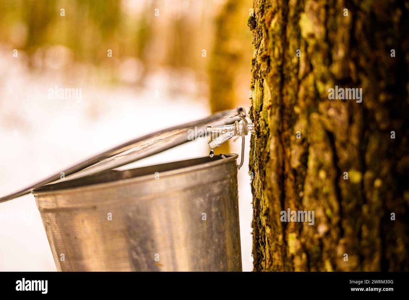 Grand-father and kids harvesting Maple sap during spring the old ...