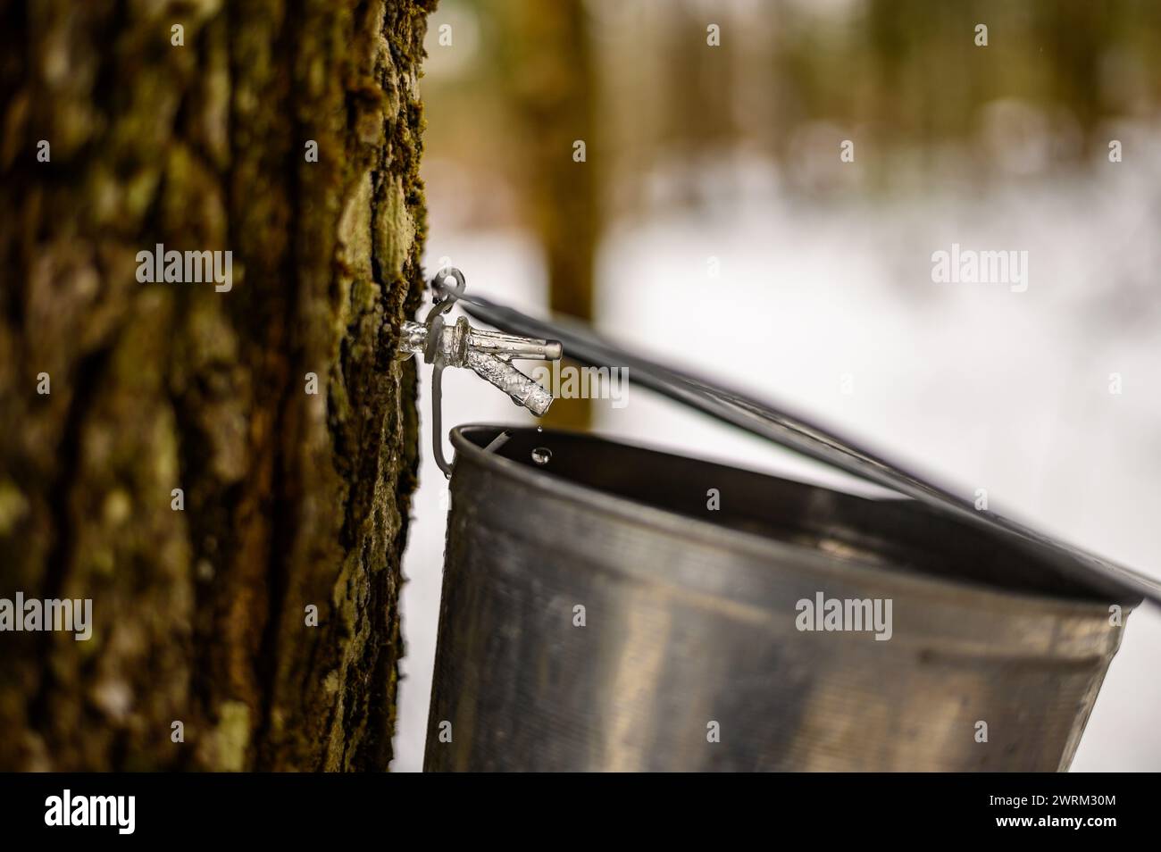 Grand-father and kids harvesting Maple sap during spring the old ...
