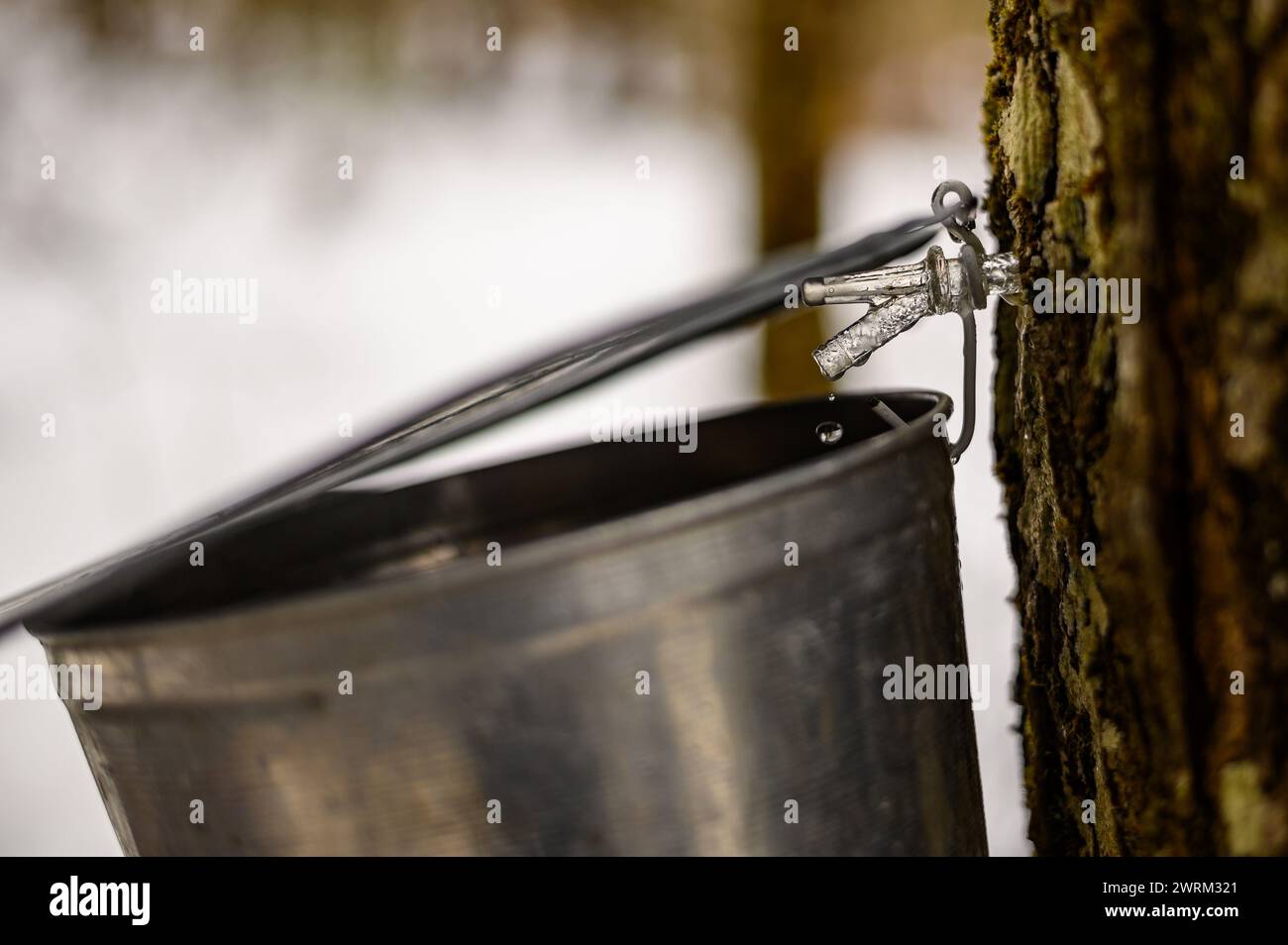 Grand-father and kids harvesting Maple sap during spring the old ...
