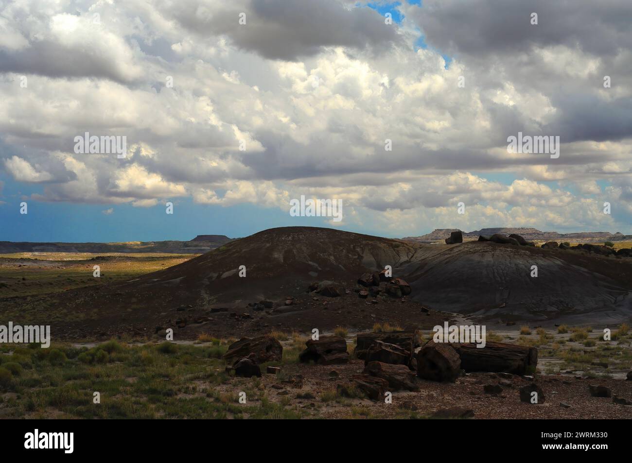Alien landscape of the ancient petrified forest national park in ...