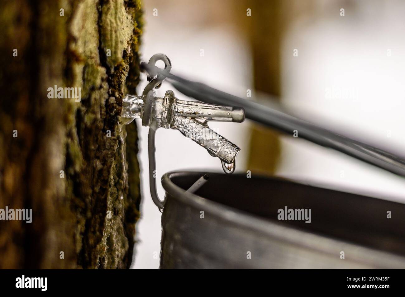 Grand-father and kids harvesting Maple sap during spring the old ...