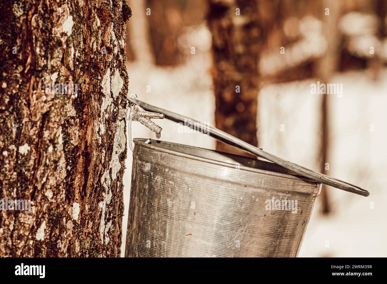 Grand-father and kids harvesting Maple sap during spring the old ...