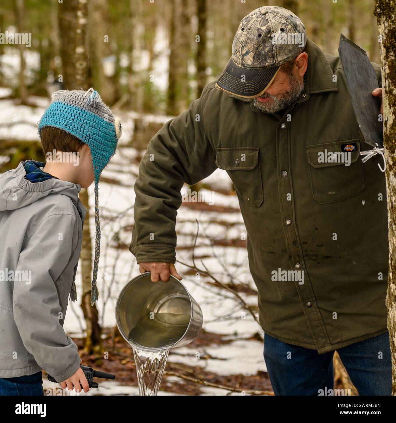 Grand-father and kids harvesting Maple sap during spring the old ...
