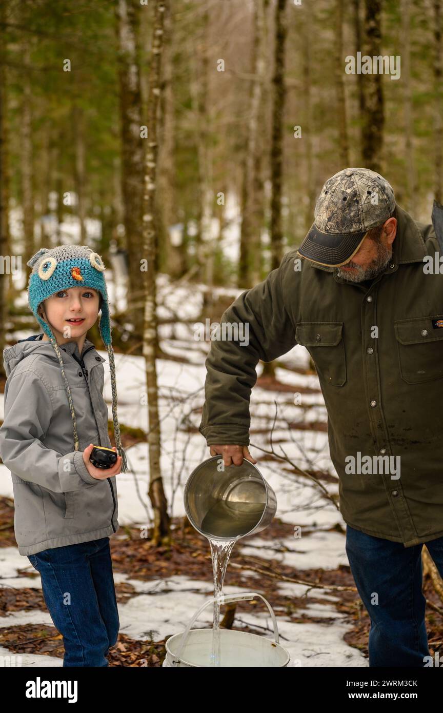 Grand-father and kids harvesting Maple sap during spring the old ...
