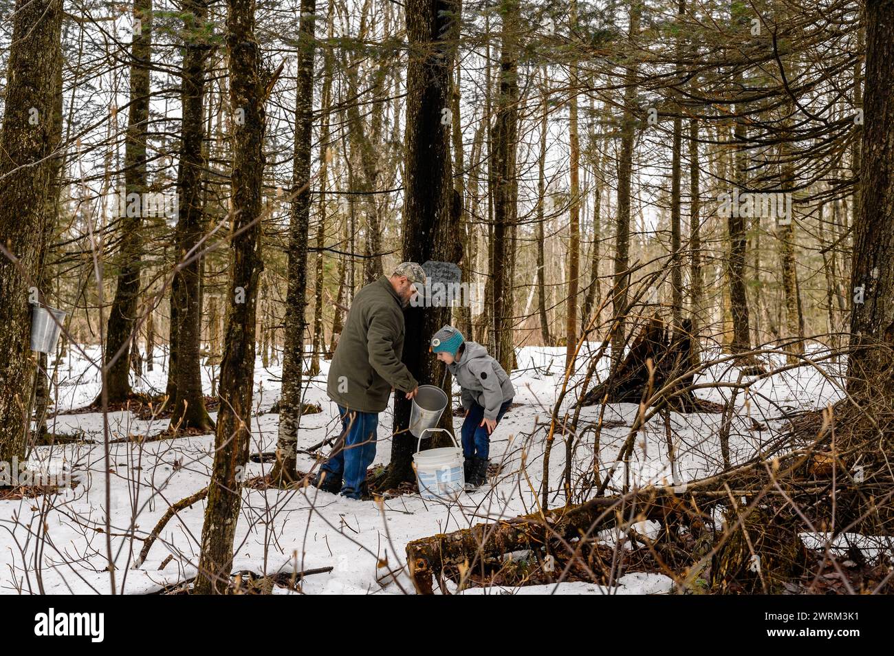 Grand-father and kids harvesting Maple sap during spring the old ...
