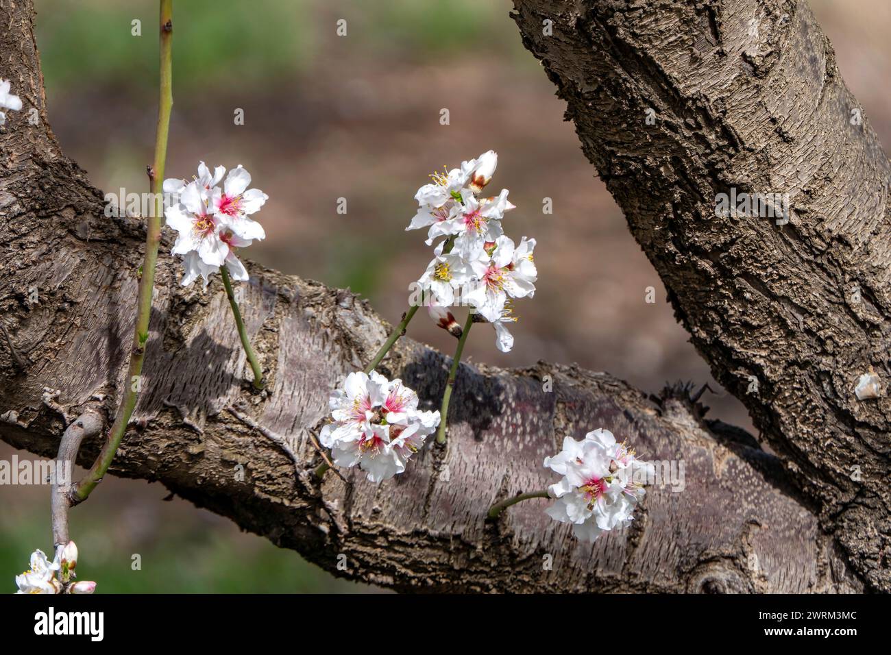Almond blossom petals hi-res stock photography and images - Alamy
