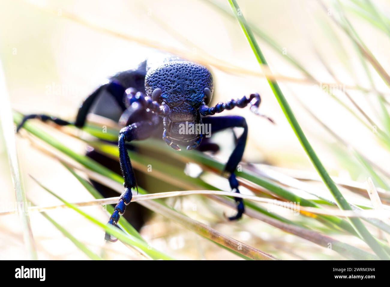 Black oil beetle hi-res stock photography and images - Alamy