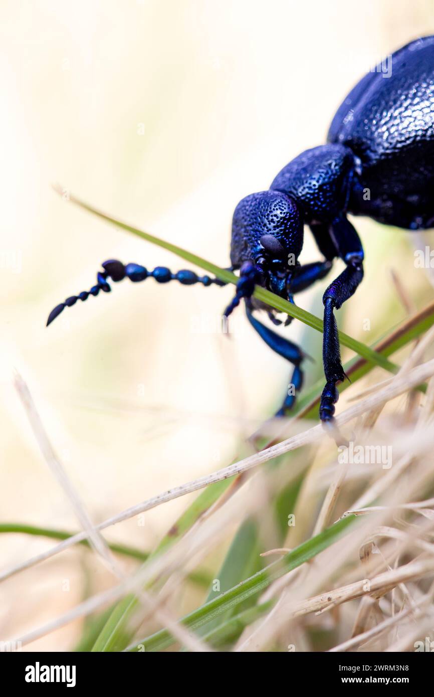 Toxic oil beetle hi-res stock photography and images - Alamy