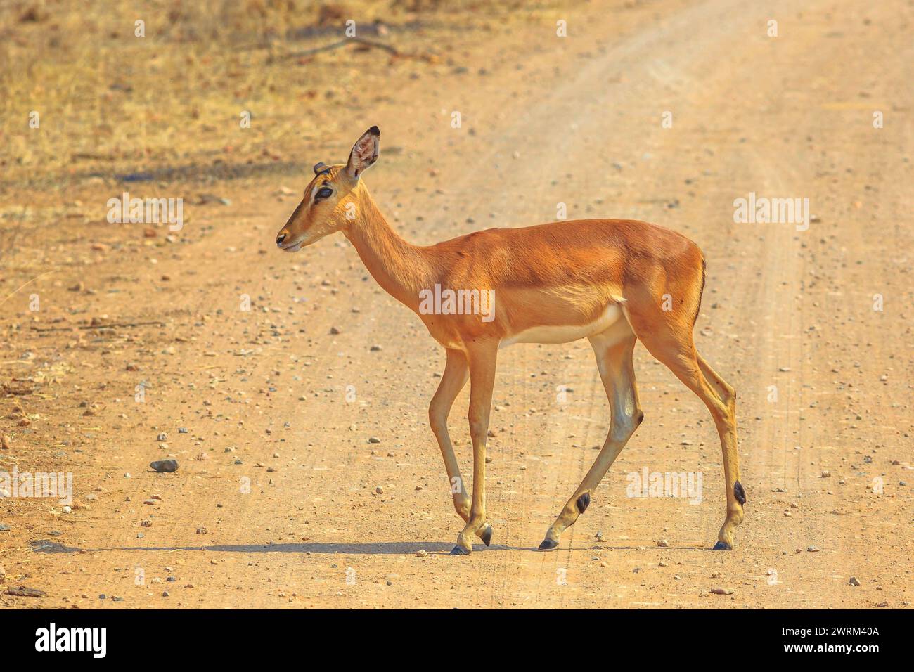 Side view of female impala, species Aepyceros melampus the common ...