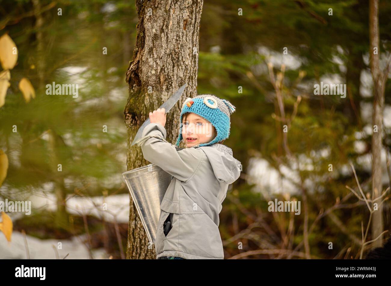 Grand-father and kids harvesting Maple sap during spring the old ...