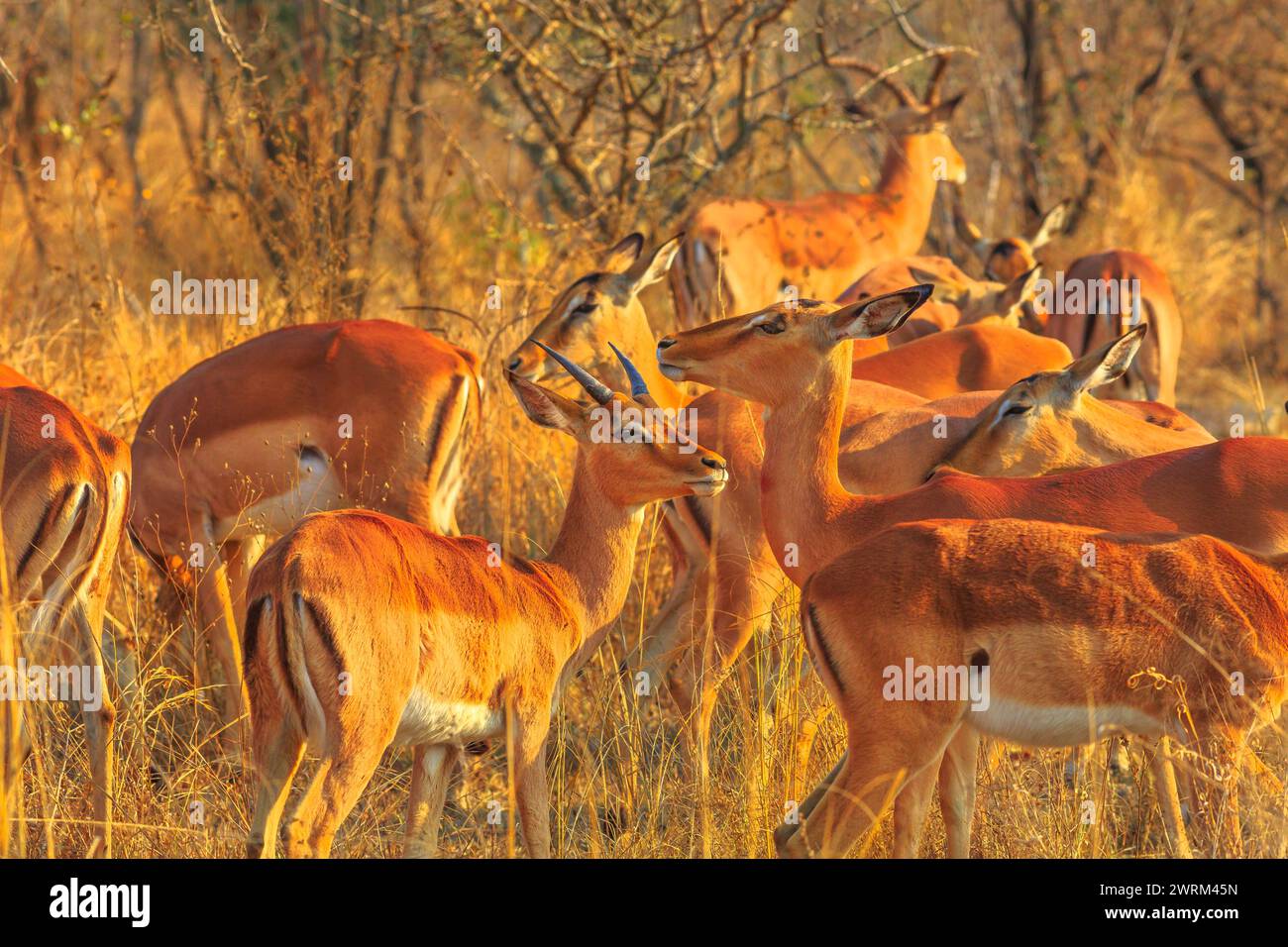 Group of Impala, Aepyceros Melampus, the most common antelope, in ...
