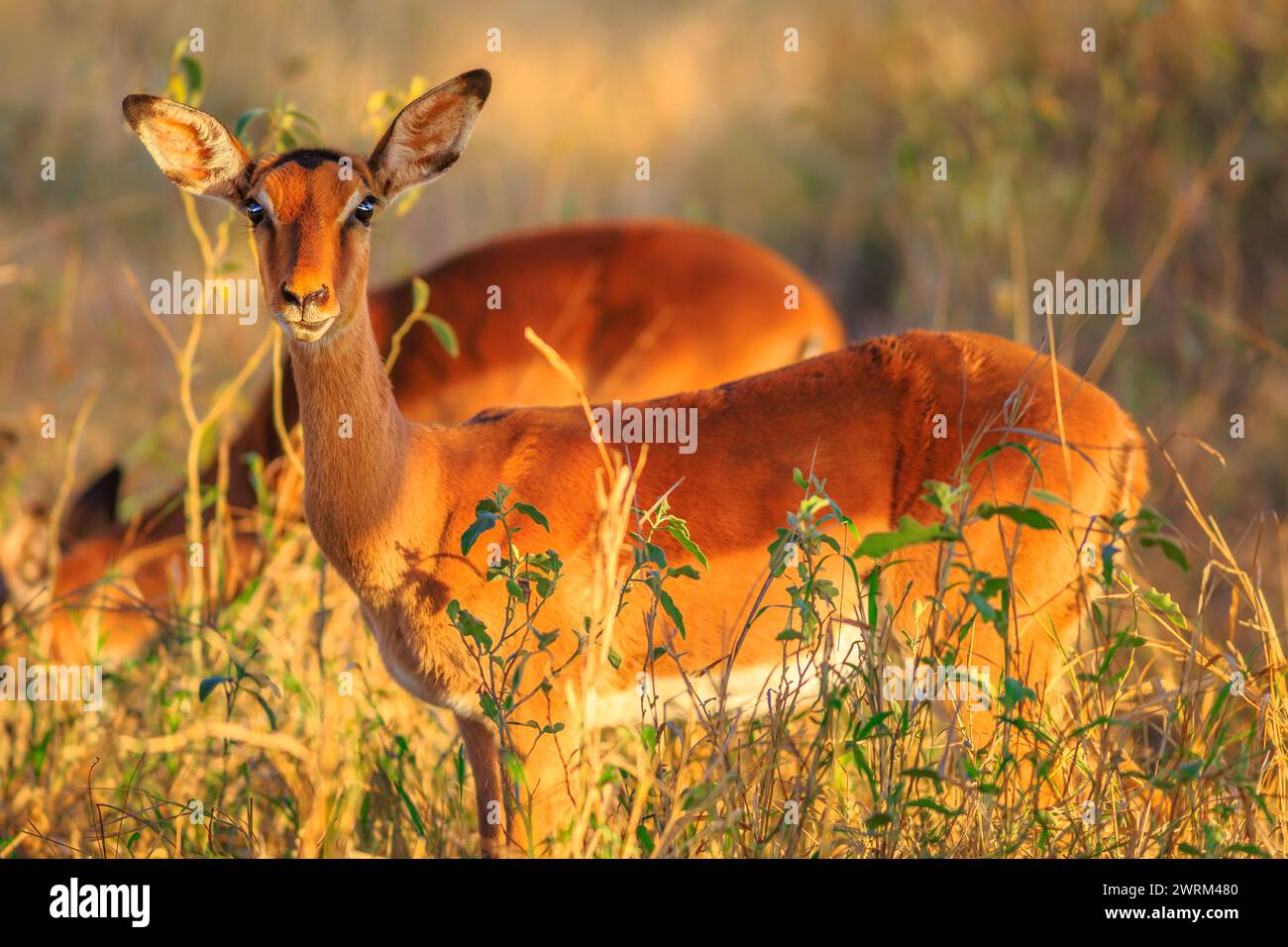 Side view of female of impala, Aepyceros melampus, the most common ...